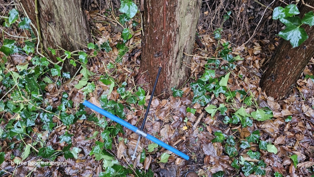 Determining the age of a tree: benefits and applications